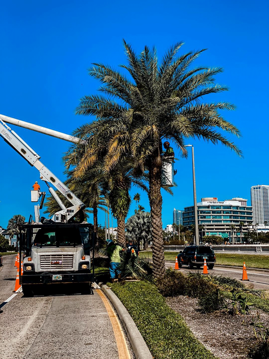Gallery | Mid-Florida Tree Service | Hillsborough County, FL