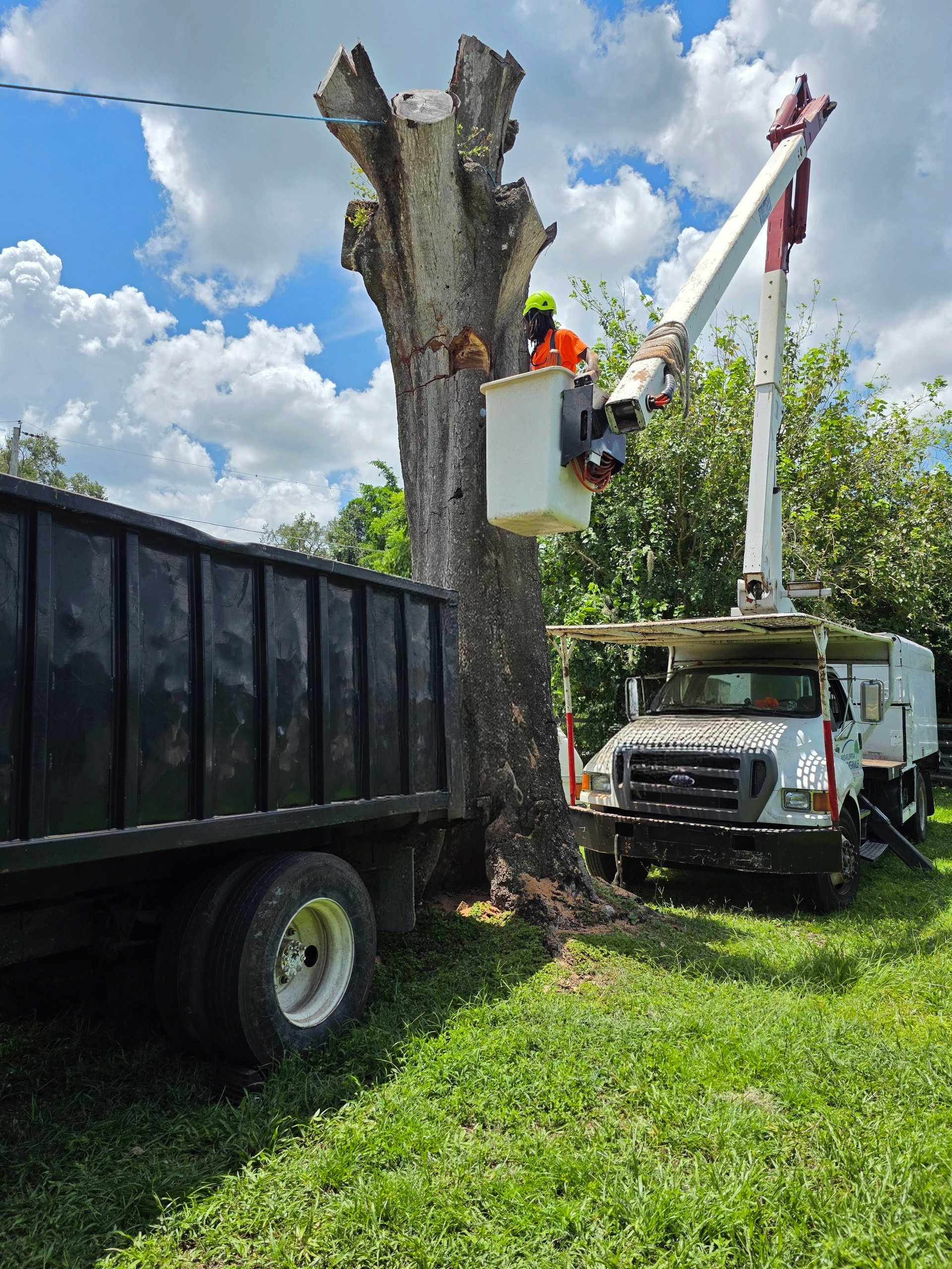 Crane-Assisted Tree Removal | Hillsborough County, FL