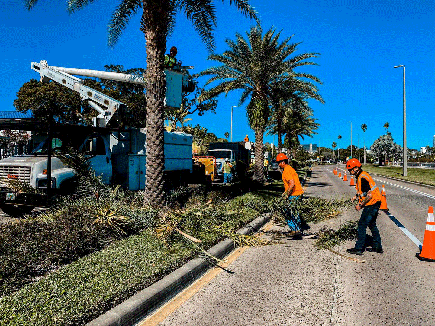 Tree Trimming | Mid-Florida Tree Service Hillsborough County