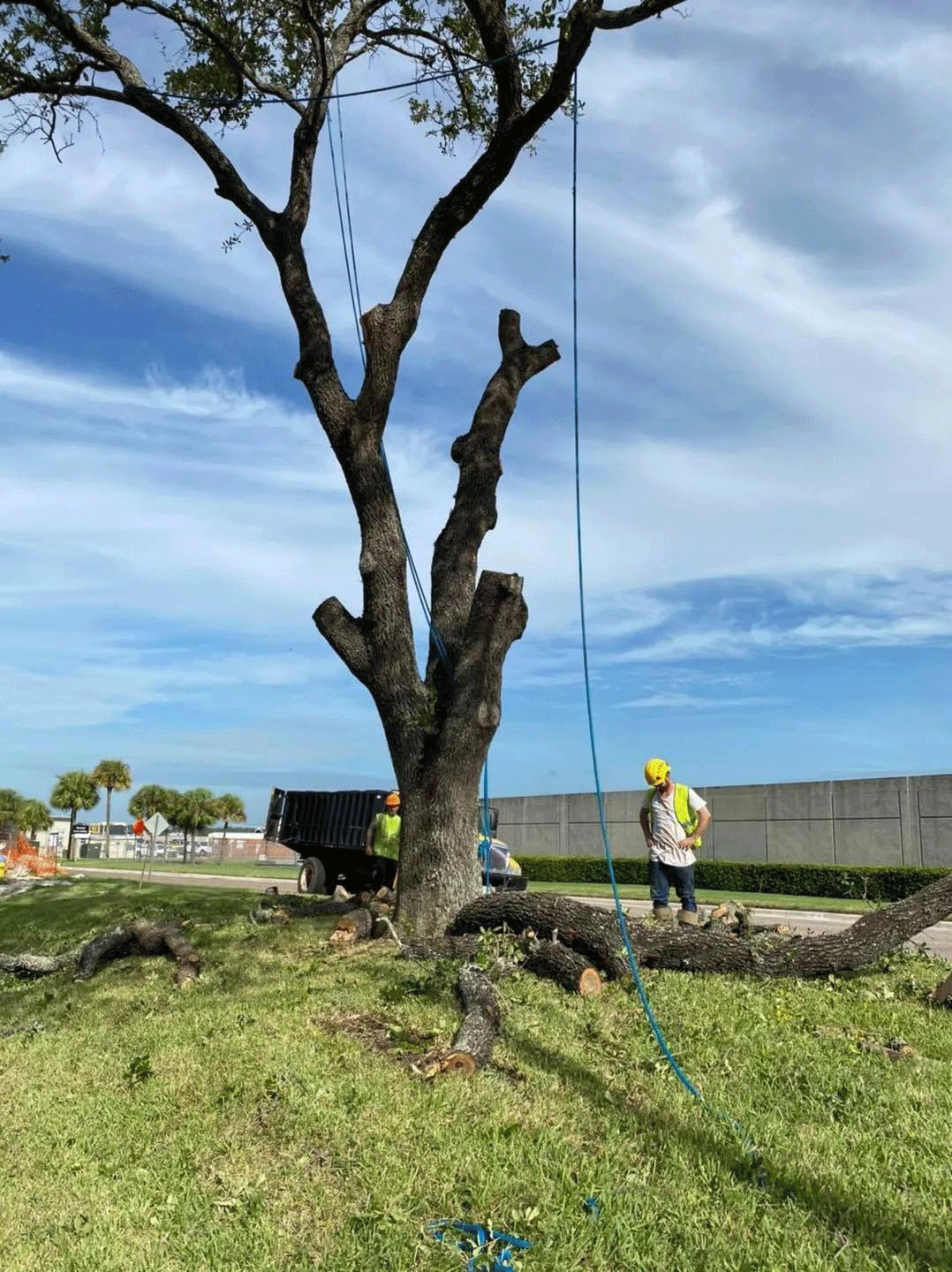Gallery | Mid-Florida Tree Service | Hillsborough County, FL