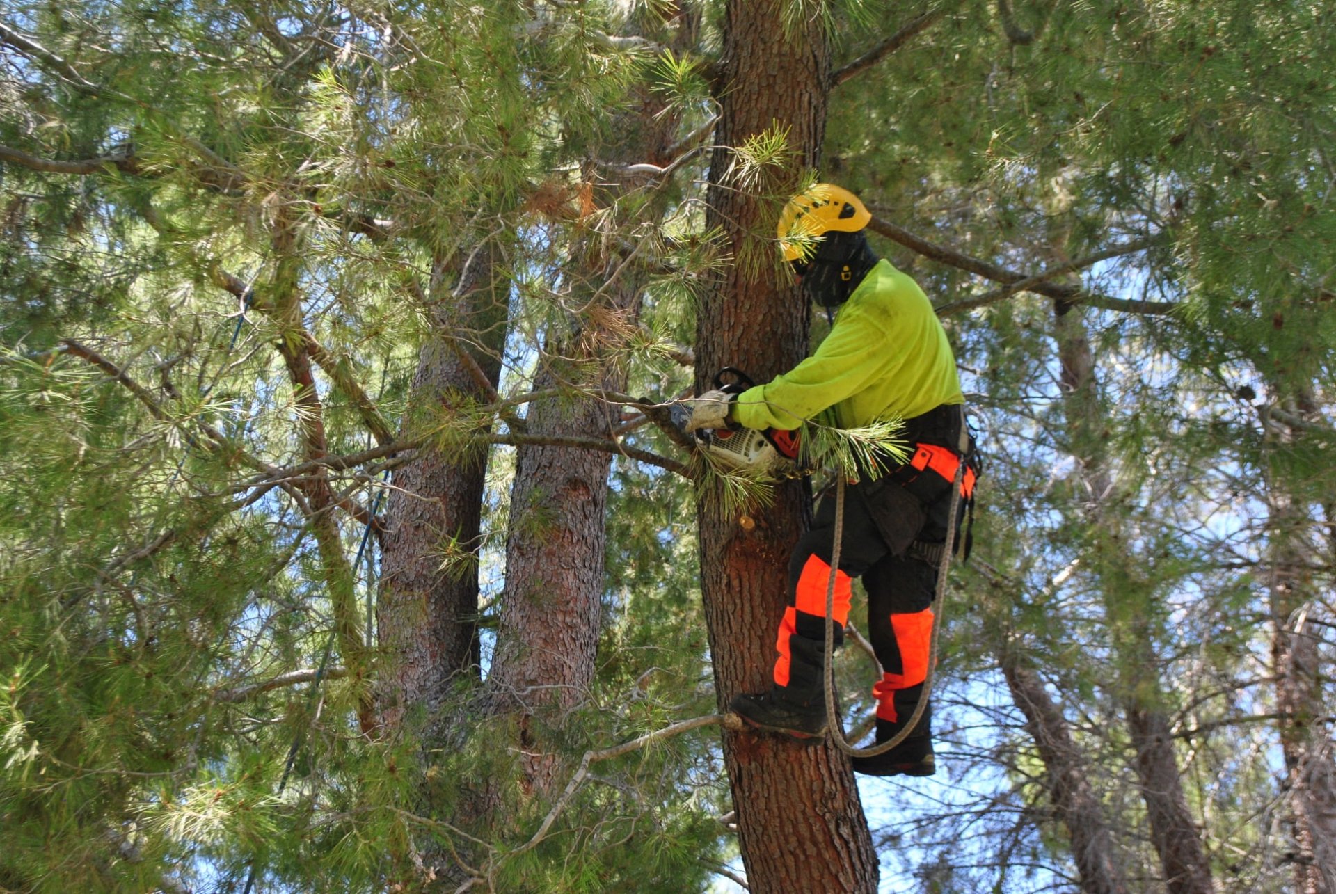 Tree Services Malibu, CA | Green Valley Tree Care, Inc
