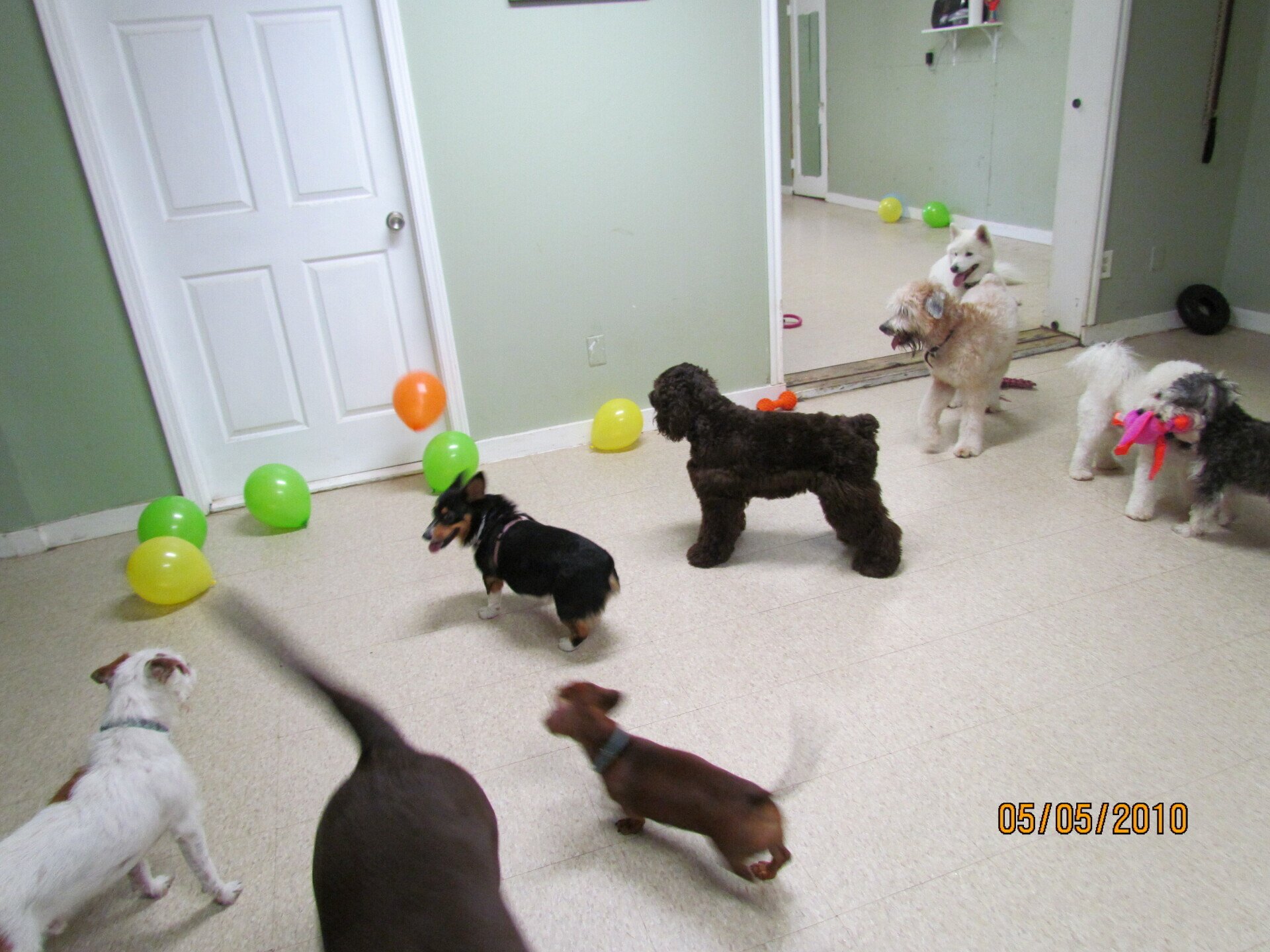 Gallery | The Pet's Play Palace