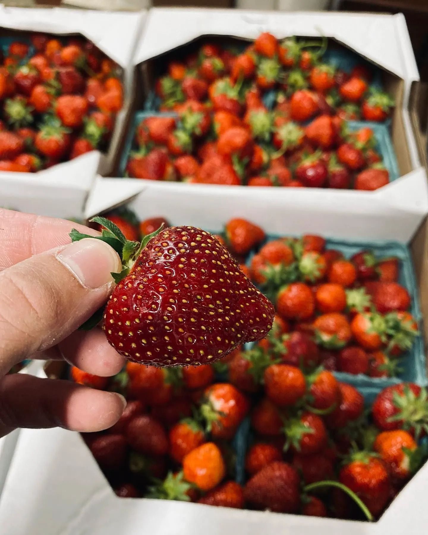 Gristick's | Food and Produce Market Lebanon PA