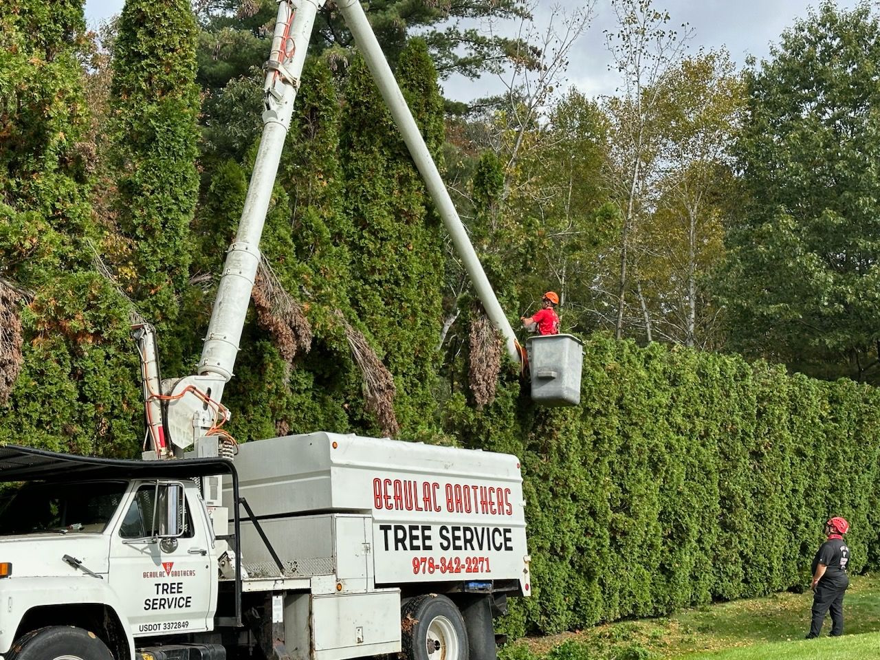 Tree Trimming and Pruning | Fitchburg, MA