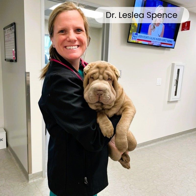 Animal Hospital in Leander, TX | Mercy Veterinary Hospital | Home