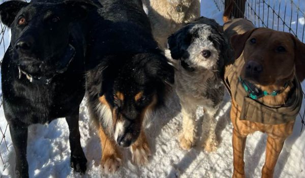 Who We Are | Marvin Pierce Dog Teacher LLC