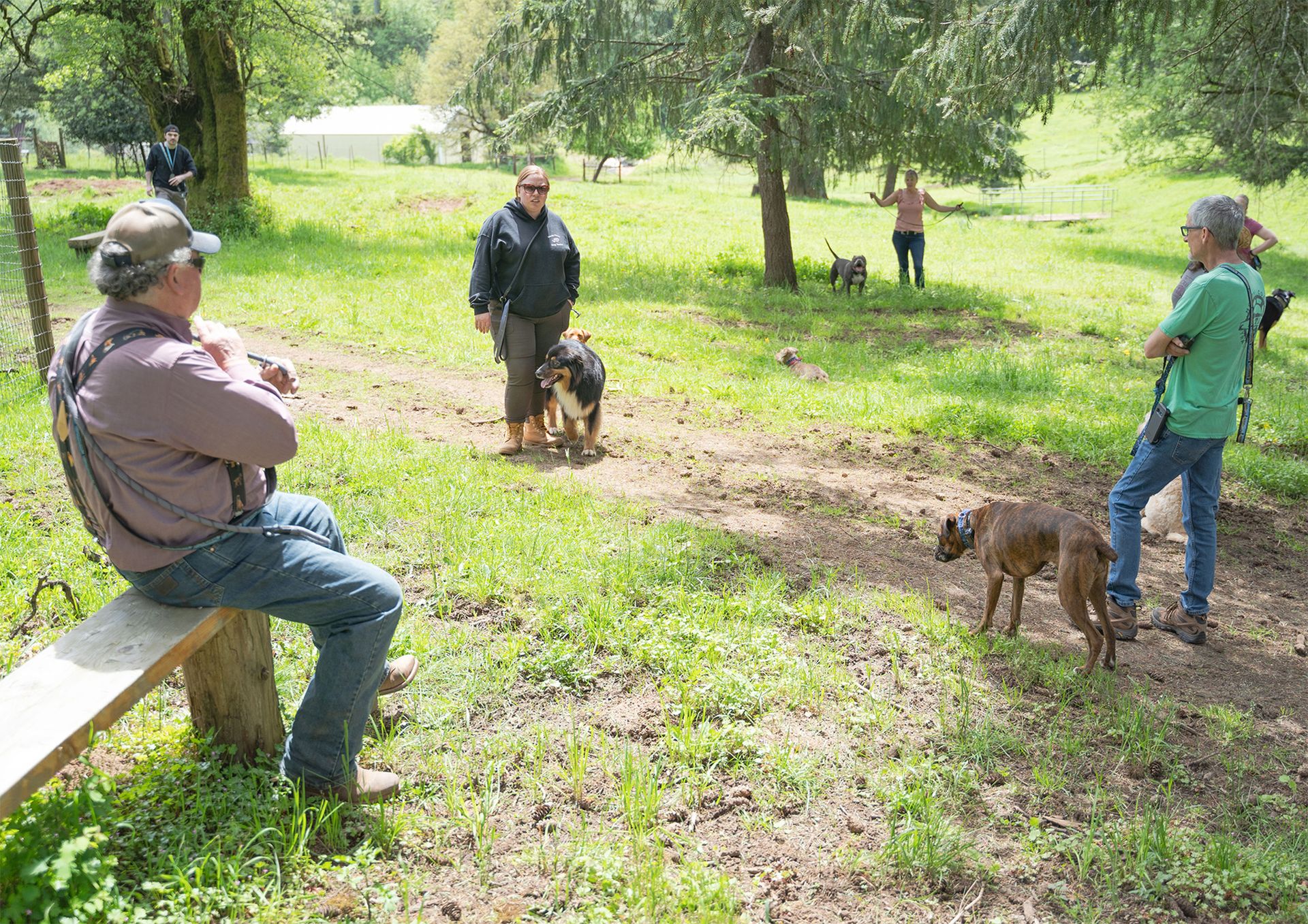 Photo Gallery | Marvin Pierce Dog Teacher LLC