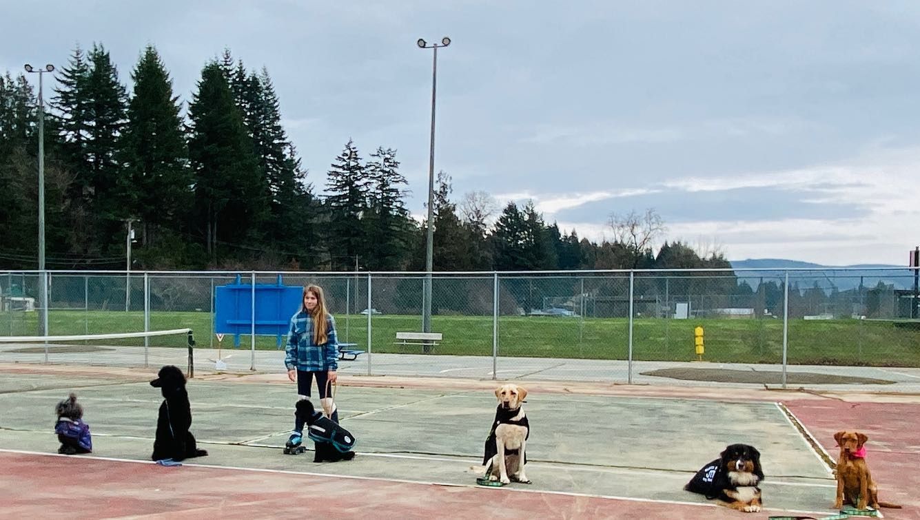 Photo Gallery | Marvin Pierce Dog Teacher LLC
