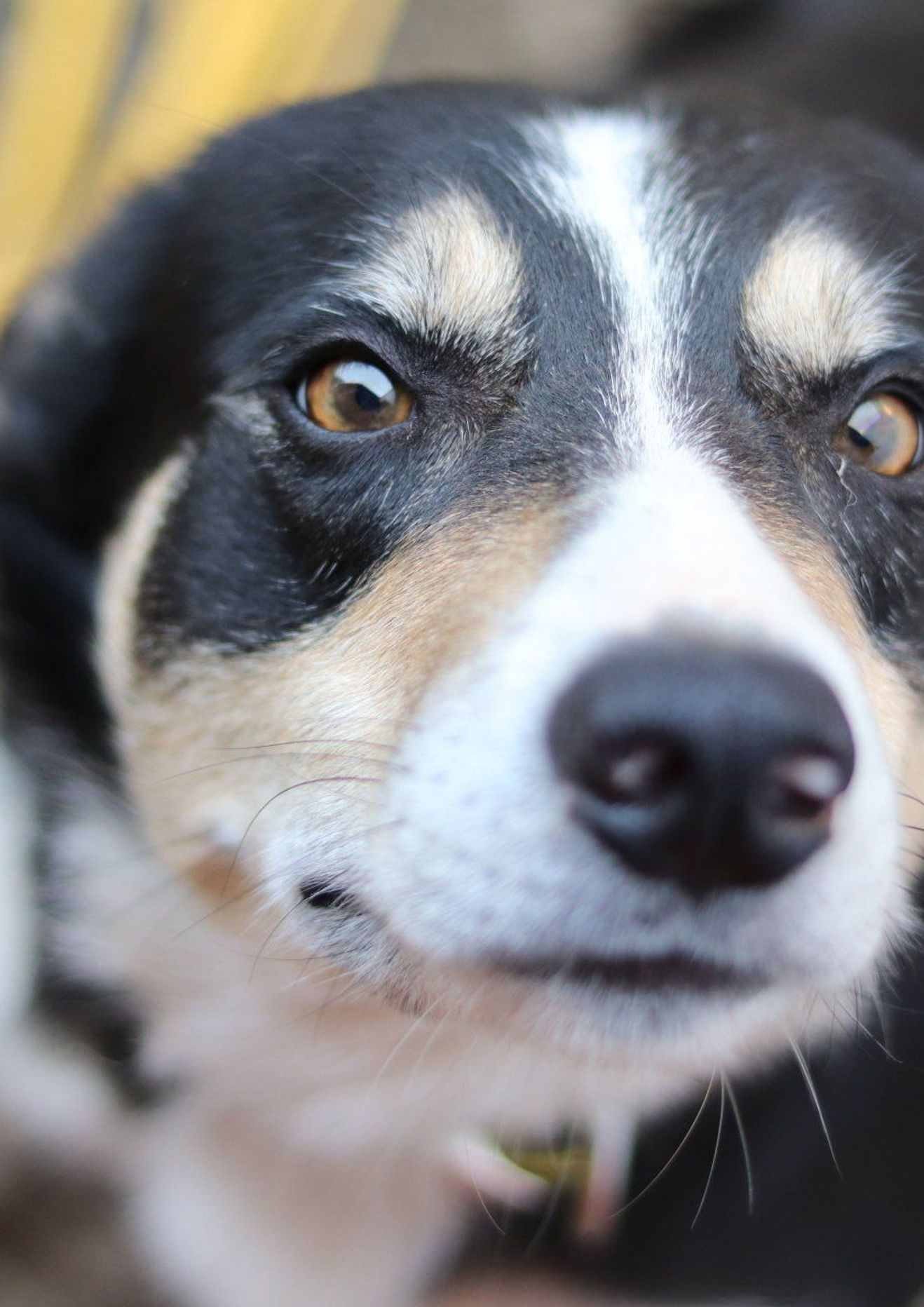 Photo Gallery | Marvin Pierce Dog Teacher LLC