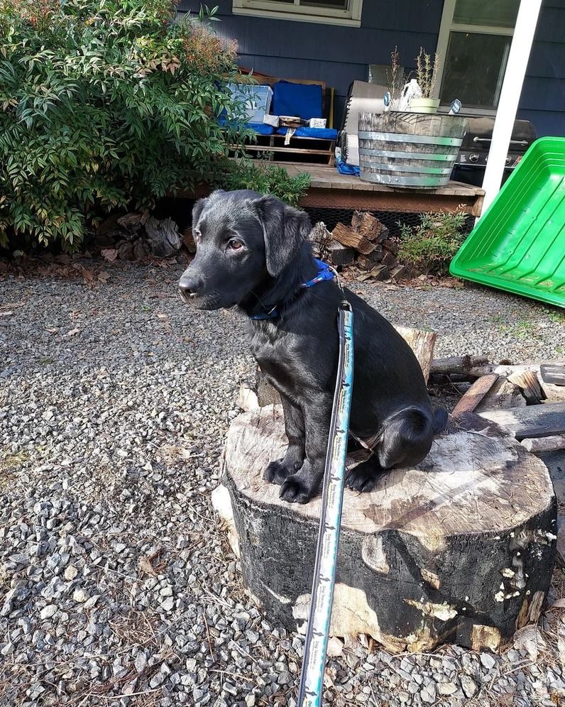 Photo Gallery | Marvin Pierce Dog Teacher LLC