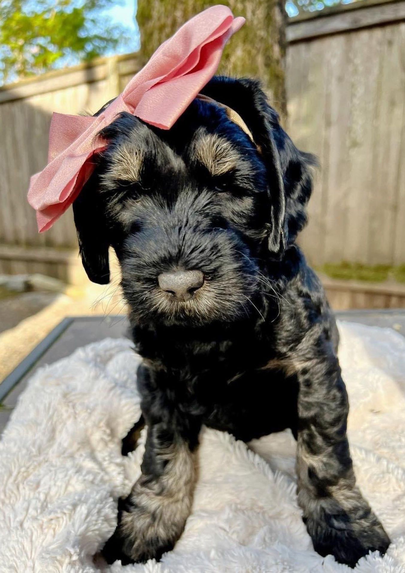 Photo Gallery | Marvin Pierce Dog Teacher LLC
