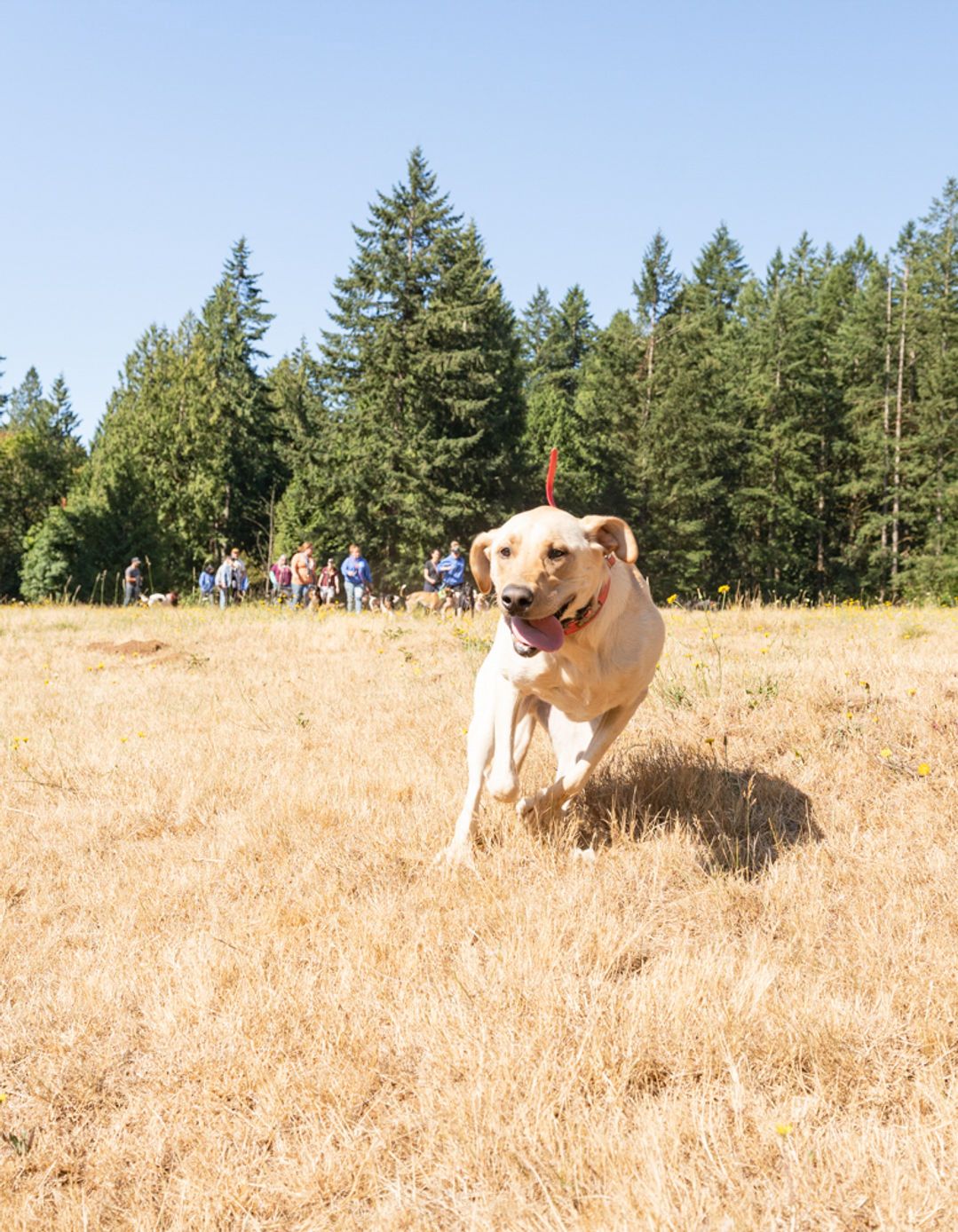 Photo Gallery | Marvin Pierce Dog Teacher LLC