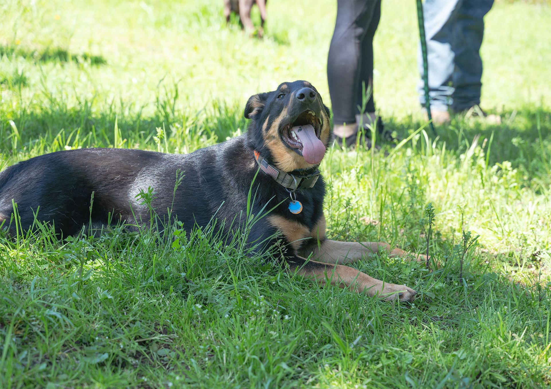 Photo Gallery | Marvin Pierce Dog Teacher LLC