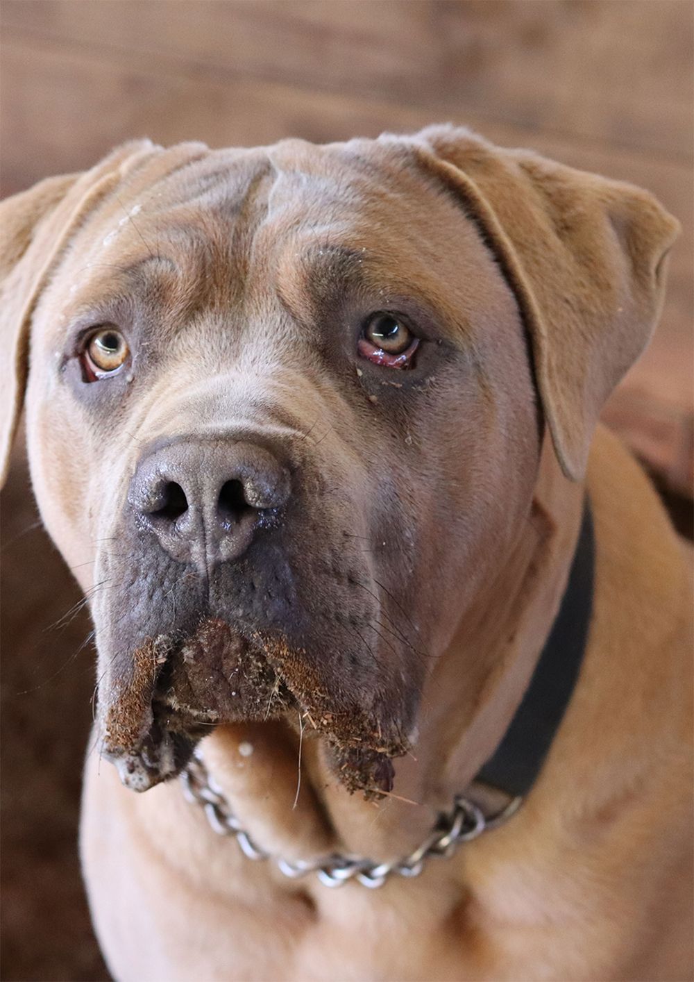 Photo Gallery | Marvin Pierce Dog Teacher LLC