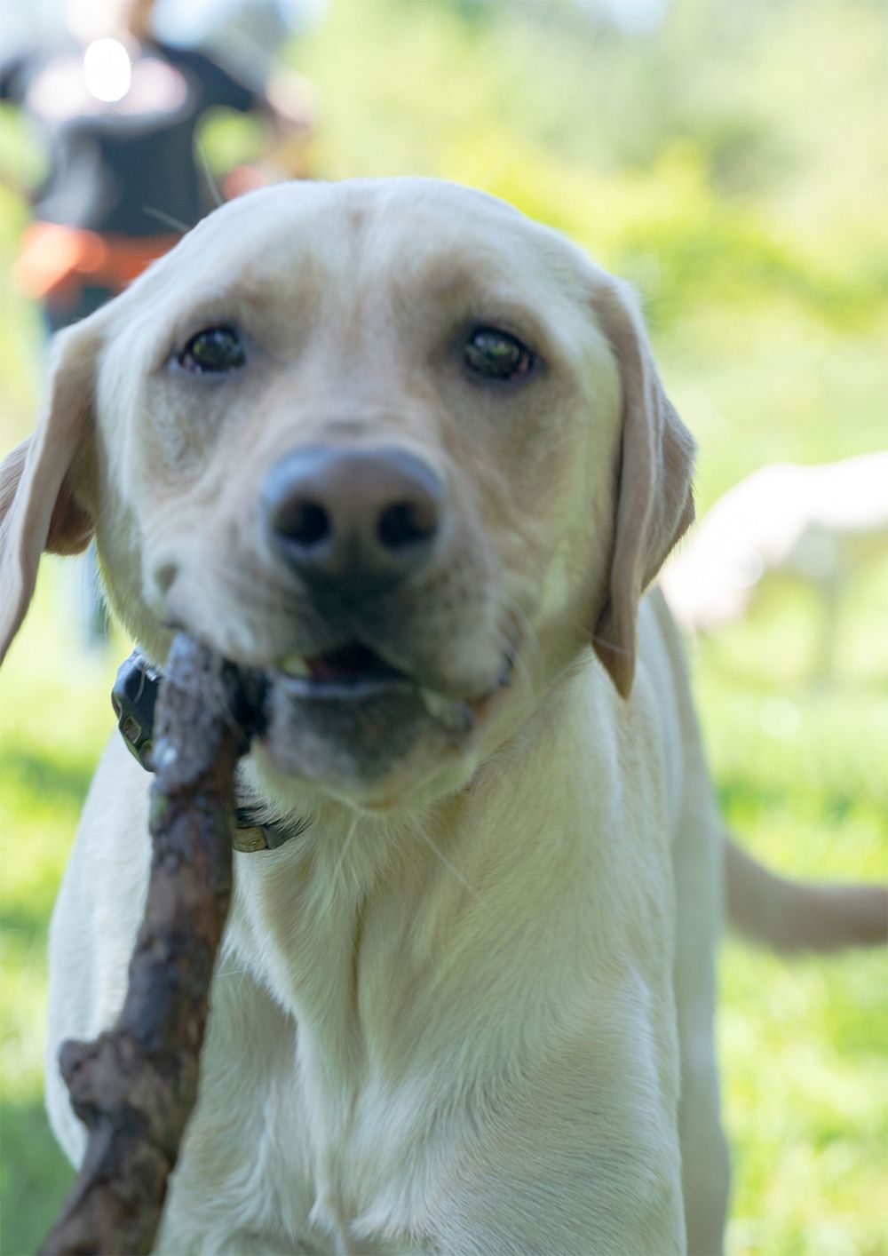 Photo Gallery | Marvin Pierce Dog Teacher LLC