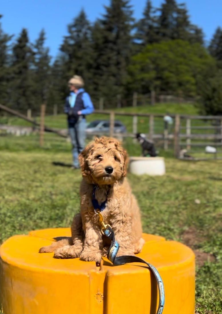 Photo Gallery | Marvin Pierce Dog Teacher LLC