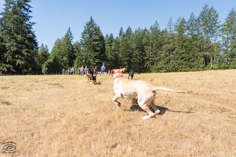 Photo Gallery | Marvin Pierce Dog Teacher LLC