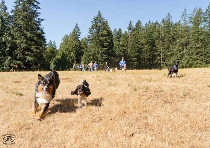 Photo Gallery | Marvin Pierce Dog Teacher LLC