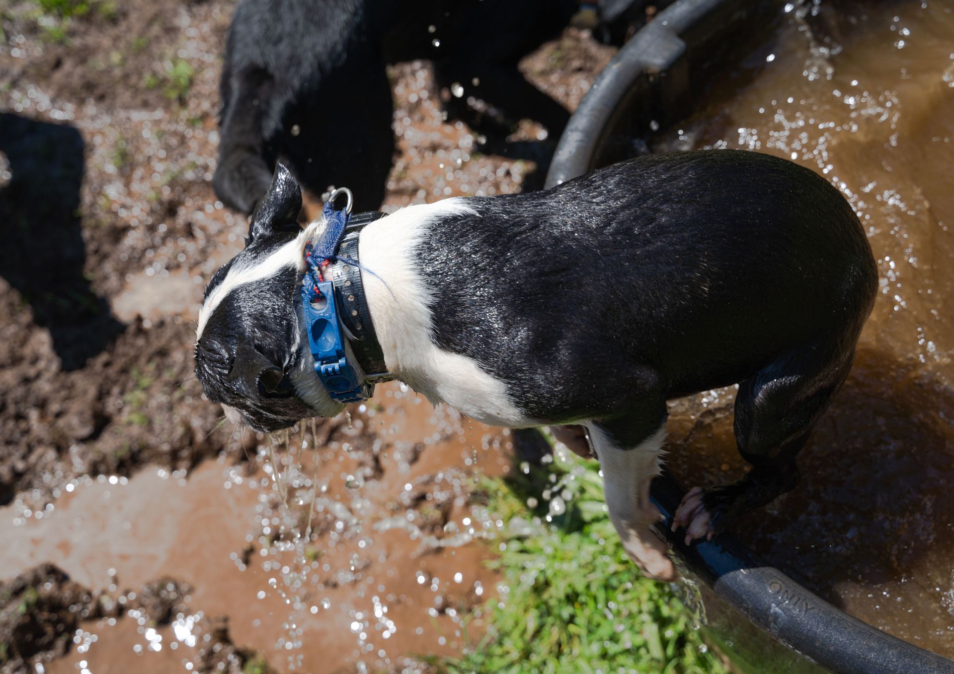 Photo Gallery | Marvin Pierce Dog Teacher LLC