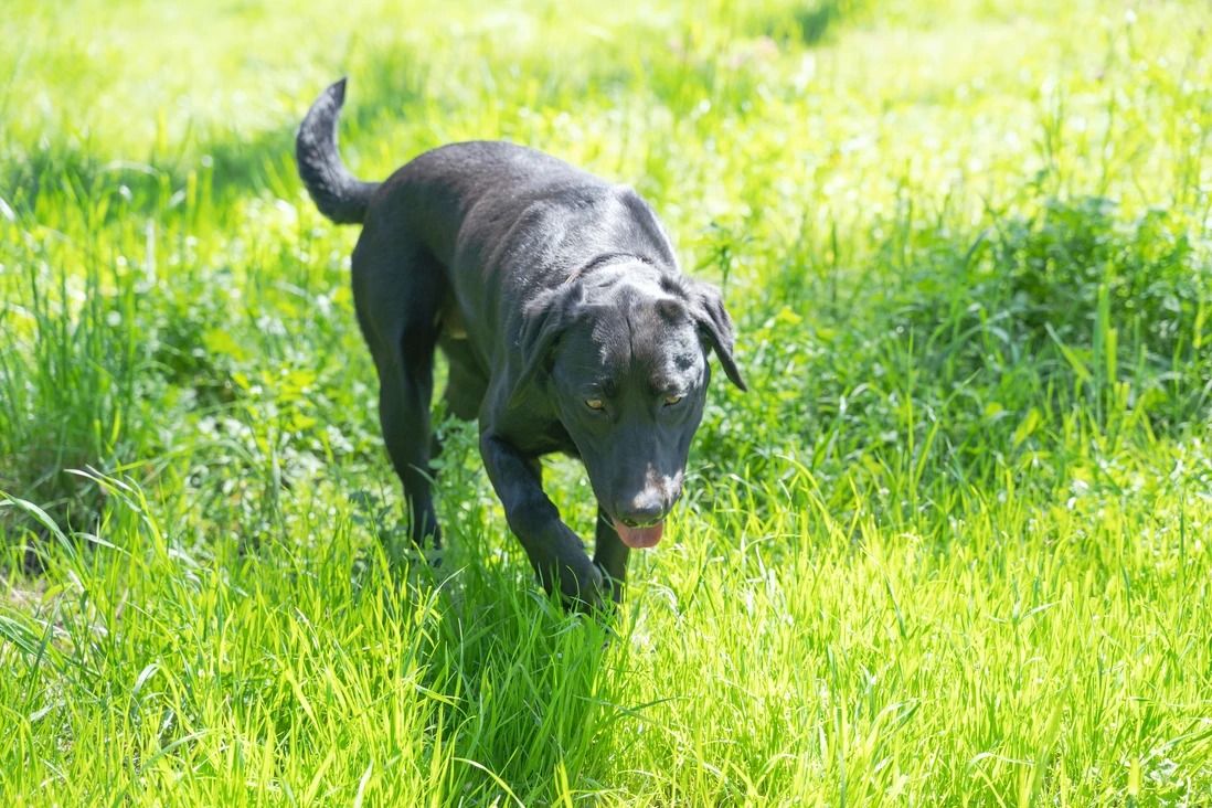 Photo Gallery | Marvin Pierce Dog Teacher LLC