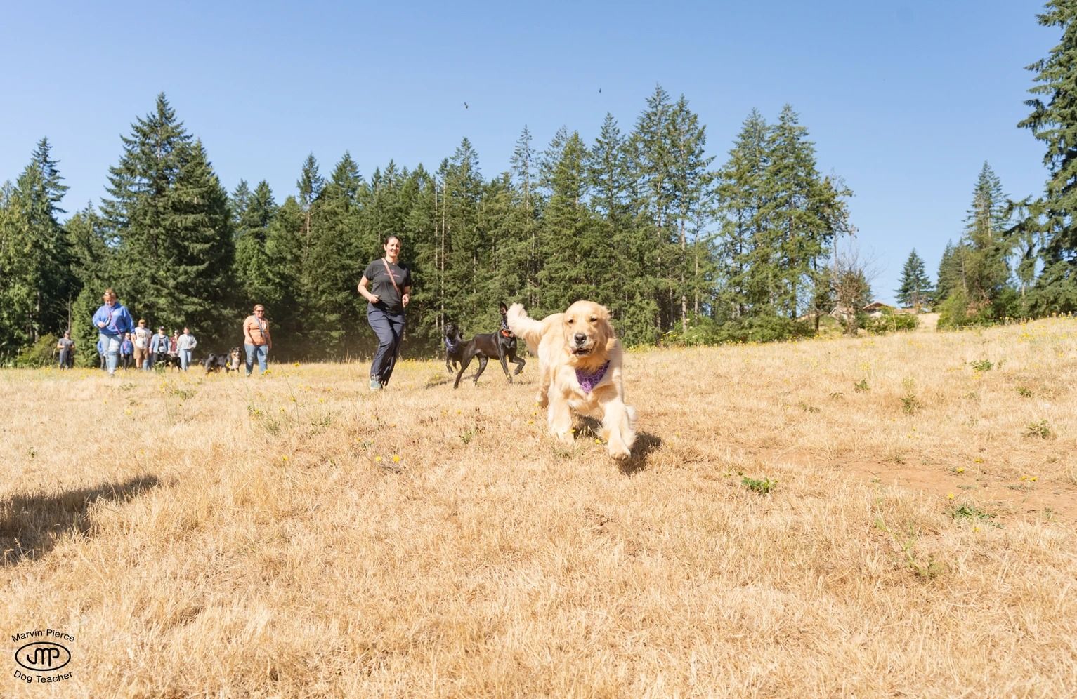 Photo Gallery | Marvin Pierce Dog Teacher LLC