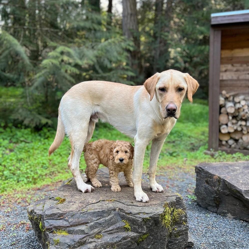 Photo Gallery | Marvin Pierce Dog Teacher LLC