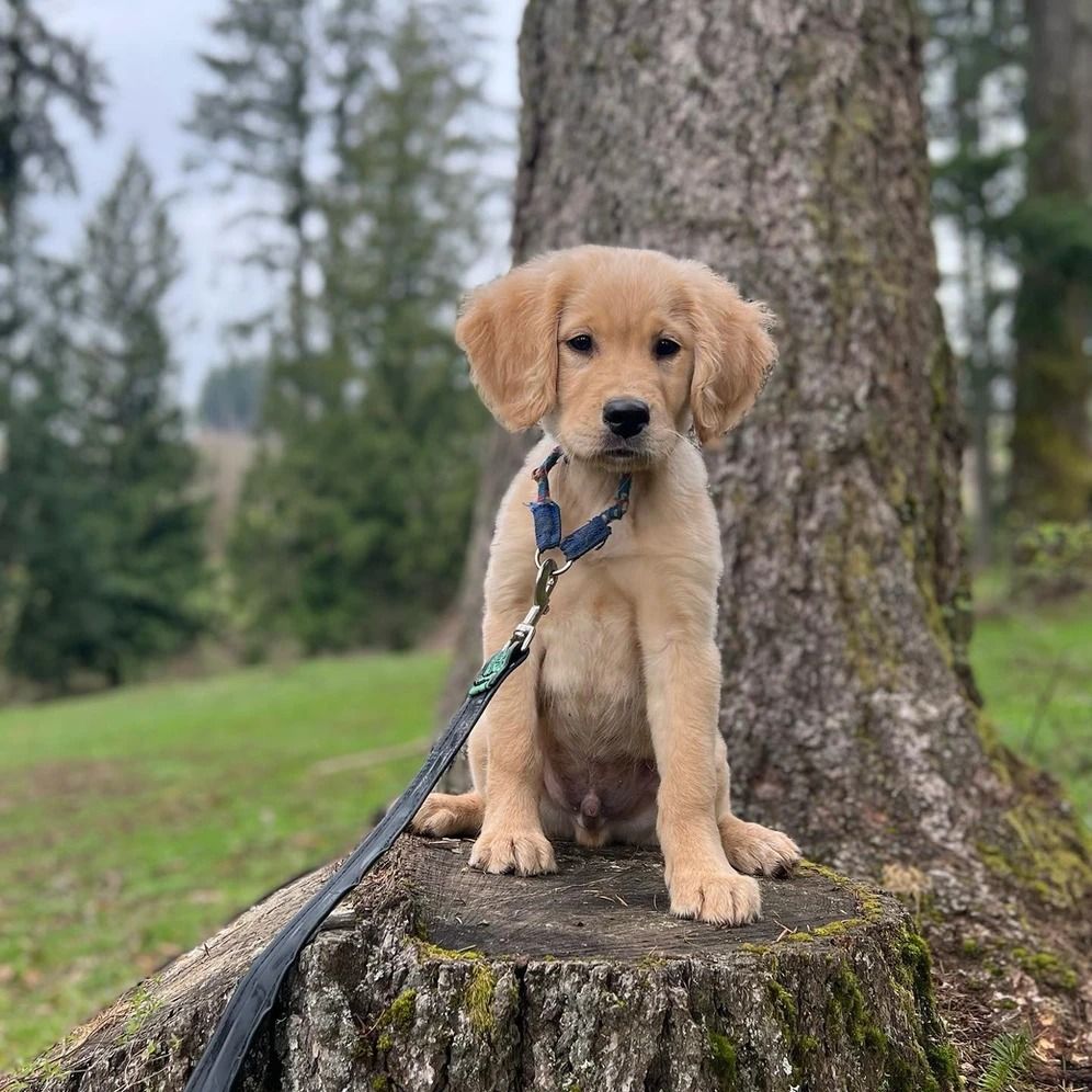 Photo Gallery | Marvin Pierce Dog Teacher LLC