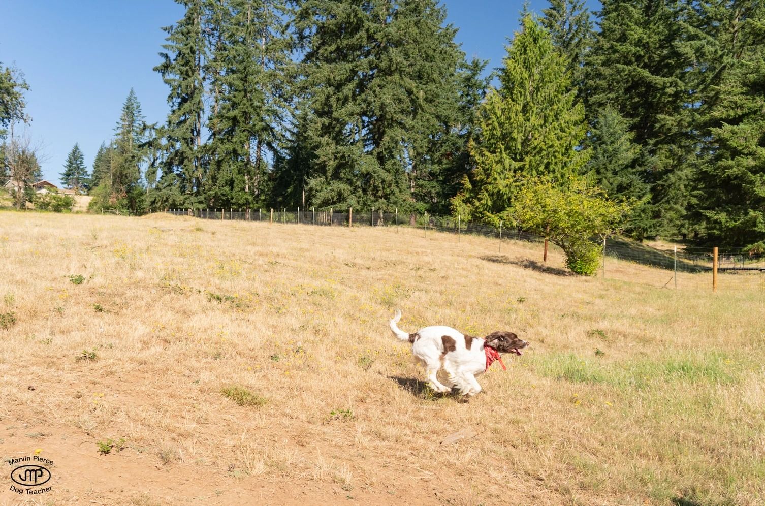 Photo Gallery | Marvin Pierce Dog Teacher LLC