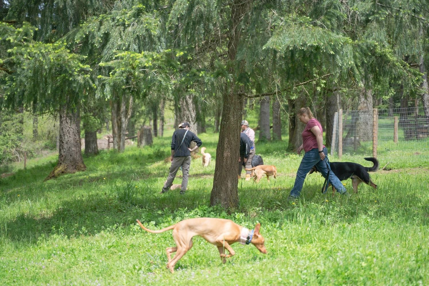 Photo Gallery | Marvin Pierce Dog Teacher LLC