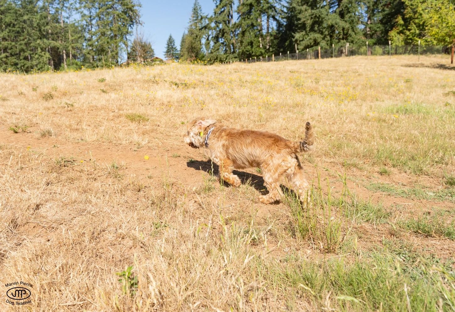 Photo Gallery | Marvin Pierce Dog Teacher LLC