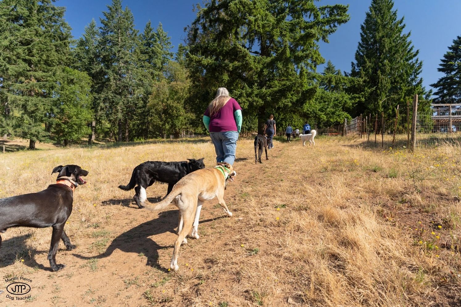 Photo Gallery | Marvin Pierce Dog Teacher LLC