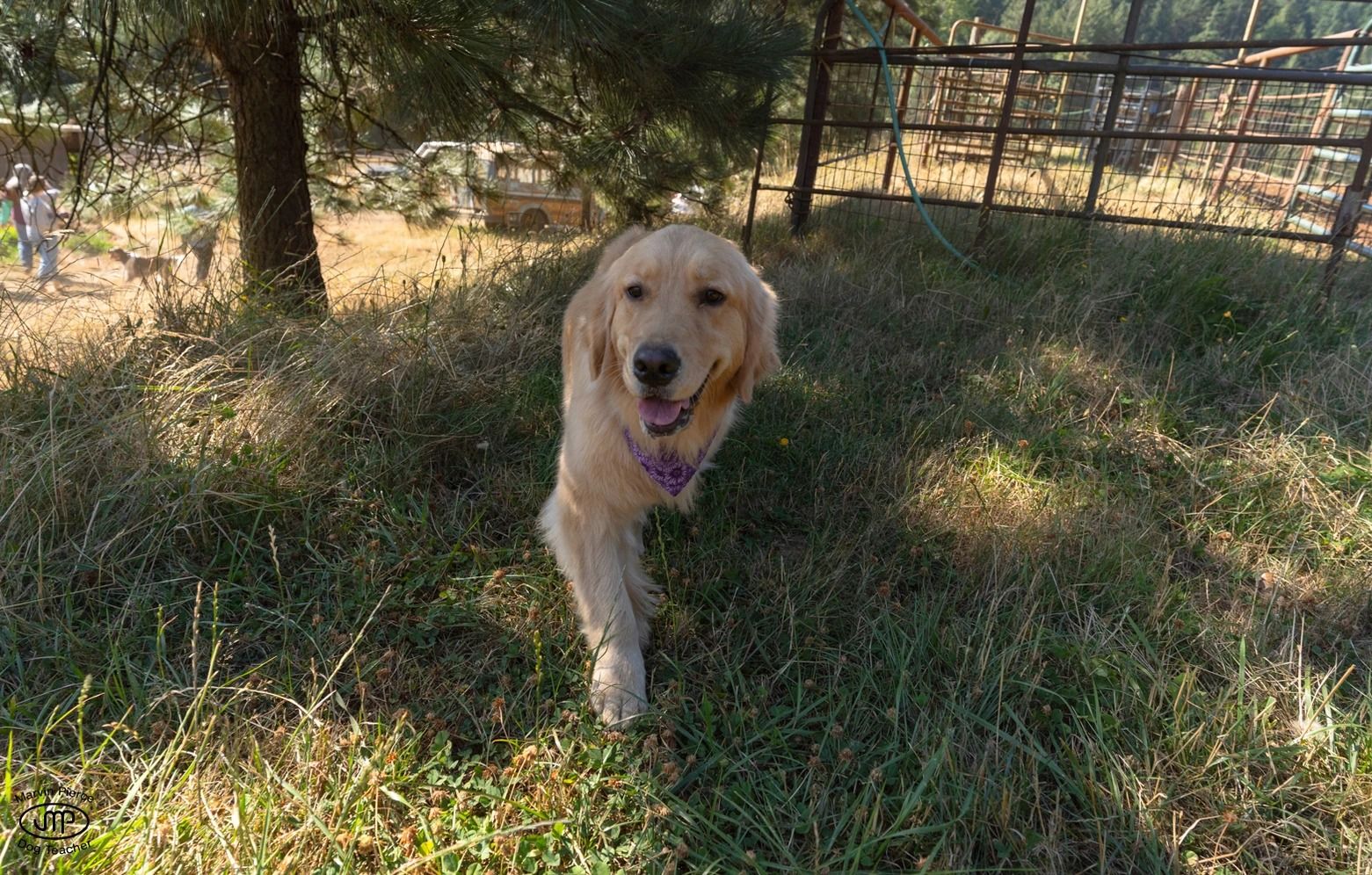 Photo Gallery | Marvin Pierce Dog Teacher LLC