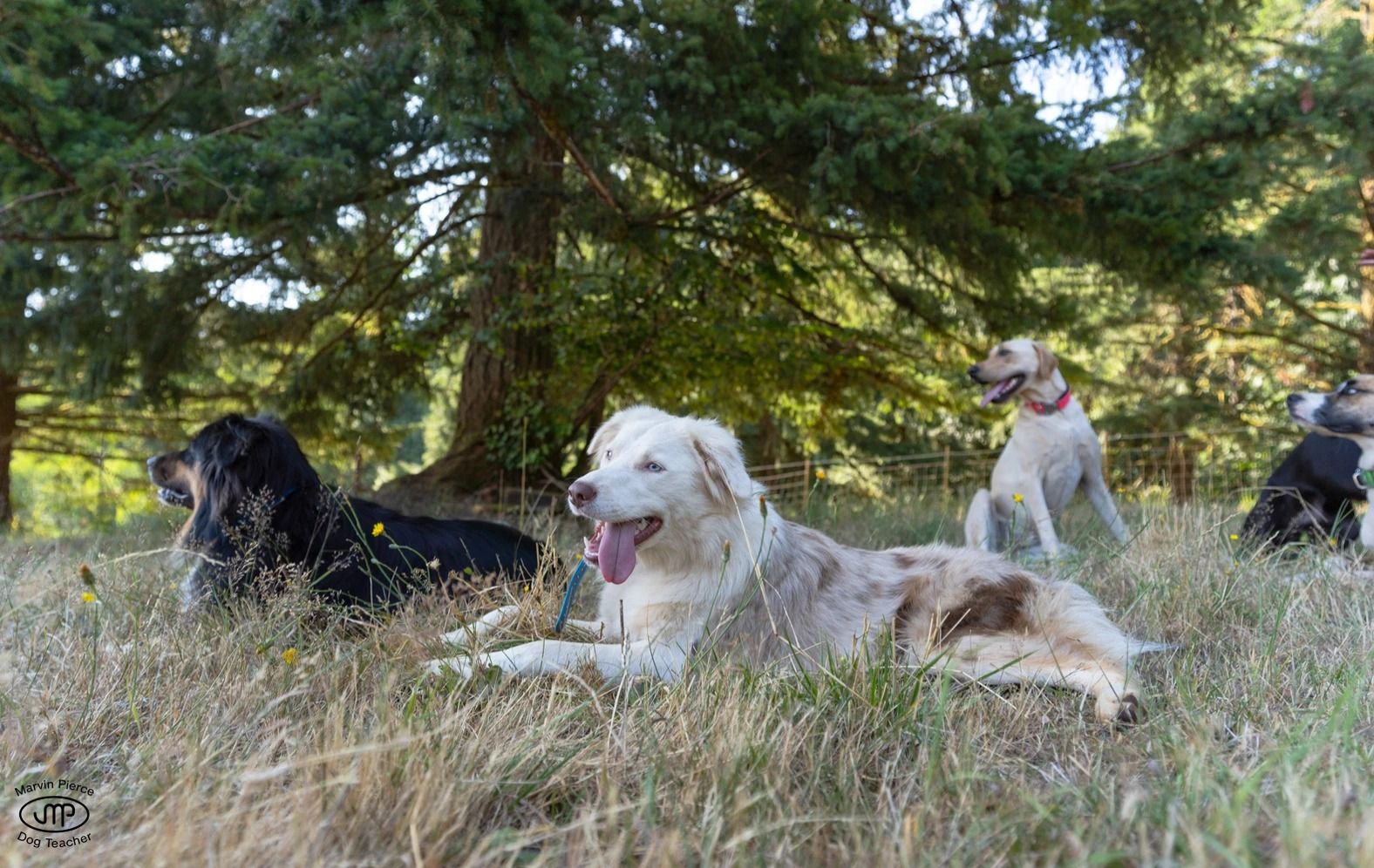 Photo Gallery | Marvin Pierce Dog Teacher LLC