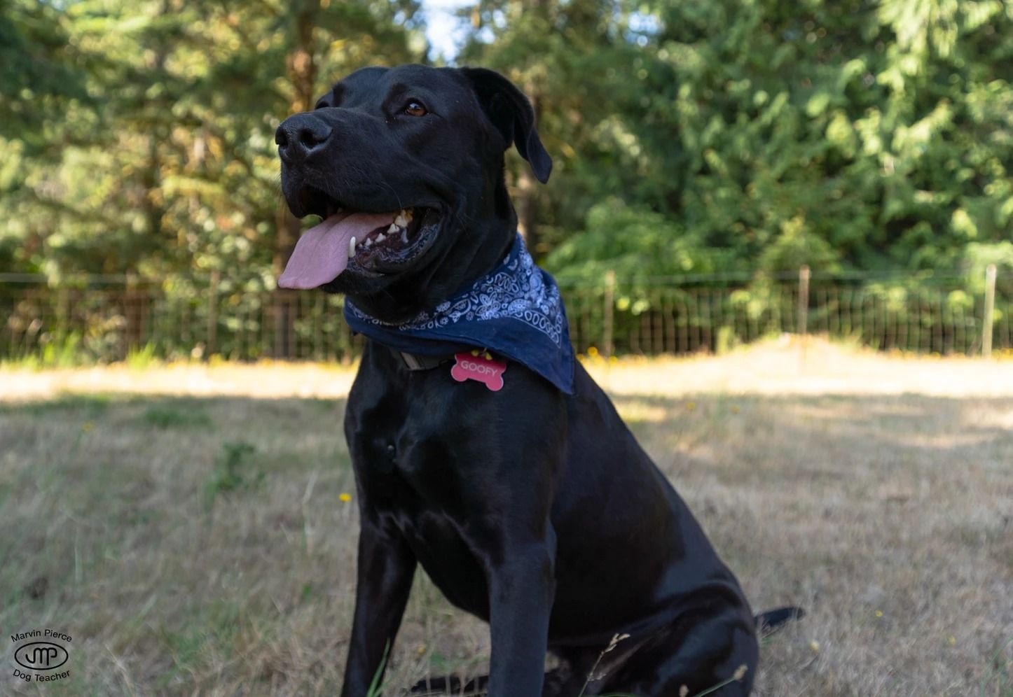 Photo Gallery | Marvin Pierce Dog Teacher LLC