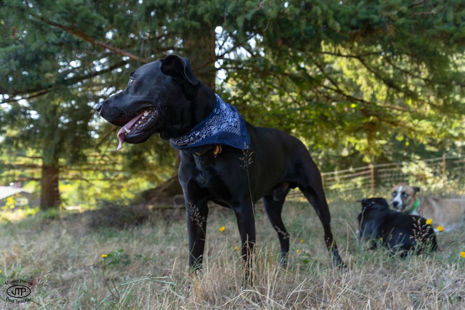 Photo Gallery | Marvin Pierce Dog Teacher LLC