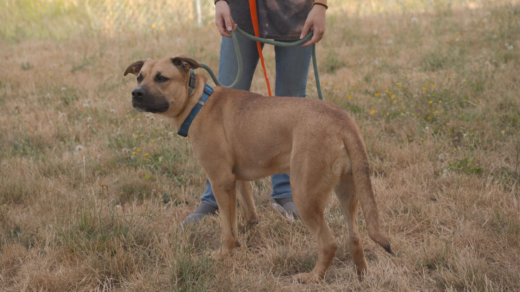 Photo Gallery | Marvin Pierce Dog Teacher LLC