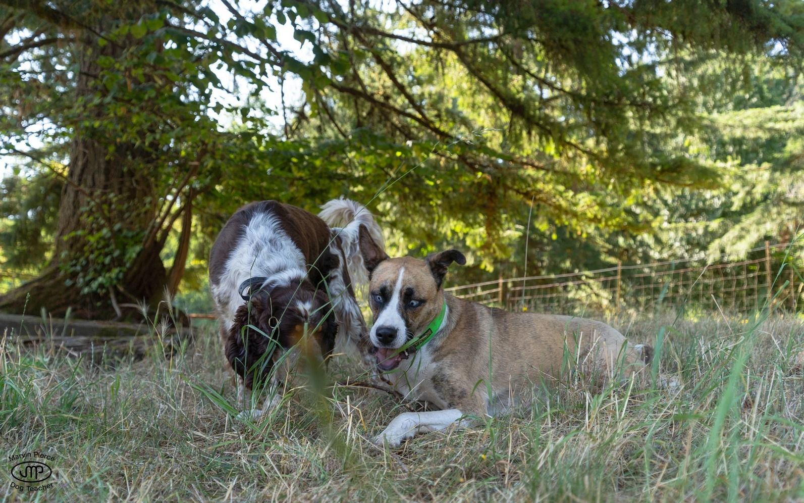 Photo Gallery | Marvin Pierce Dog Teacher LLC