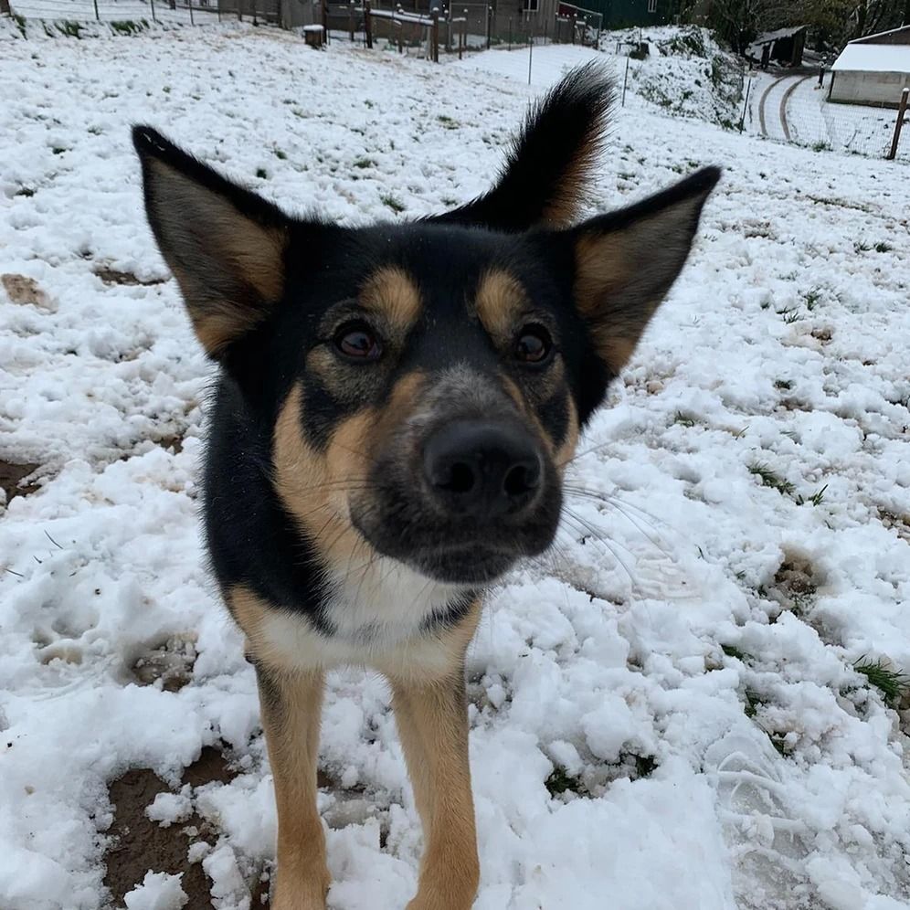 Photo Gallery | Marvin Pierce Dog Teacher LLC