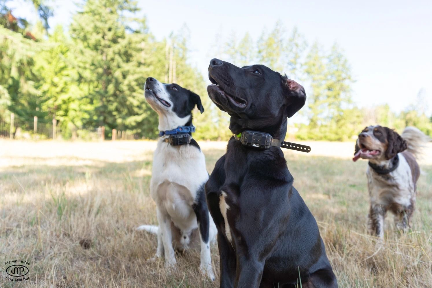 Photo Gallery | Marvin Pierce Dog Teacher LLC