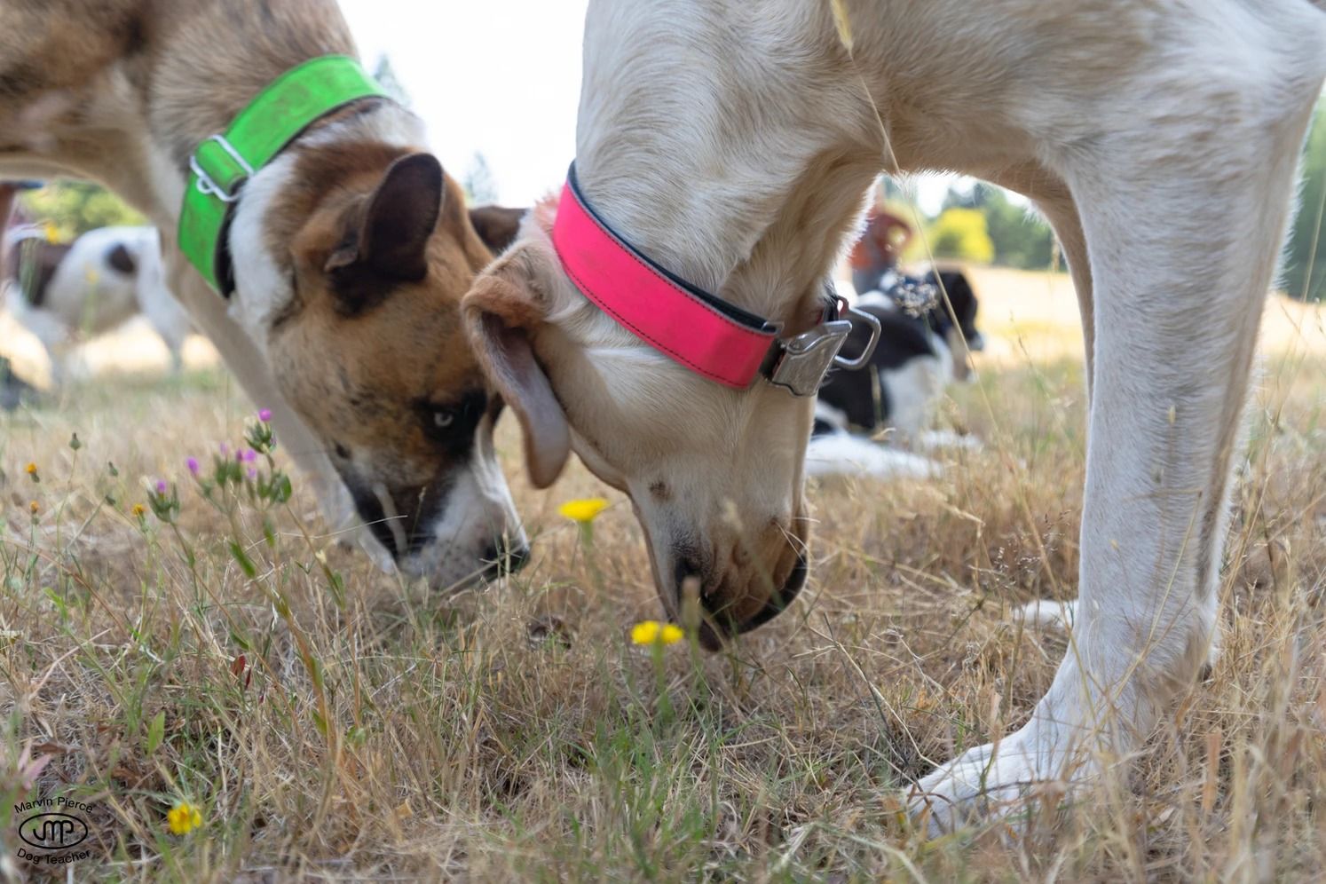 Photo Gallery | Marvin Pierce Dog Teacher LLC