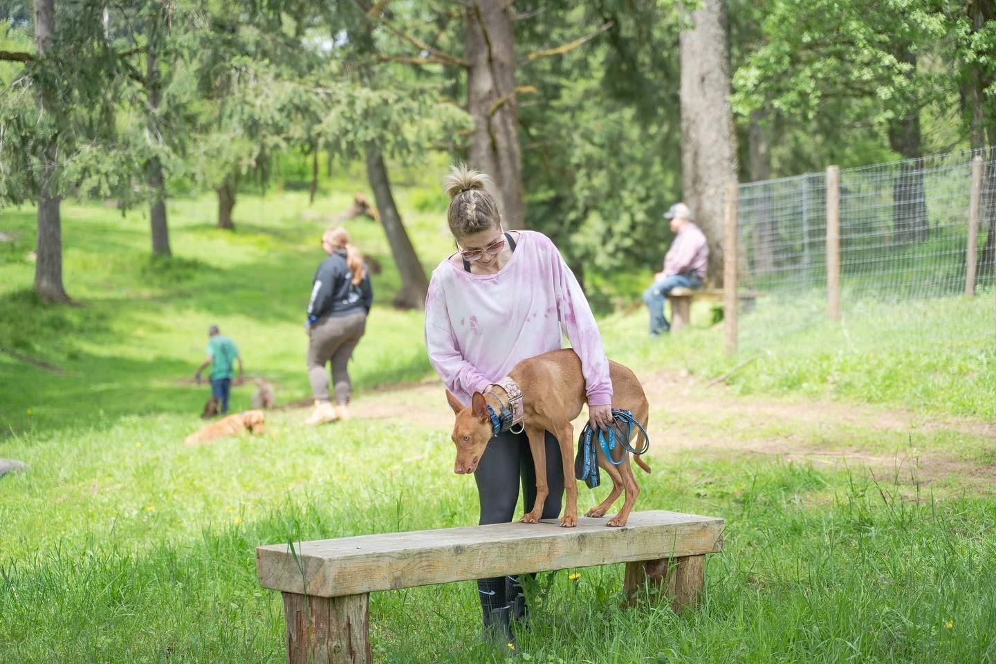Photo Gallery | Marvin Pierce Dog Teacher LLC