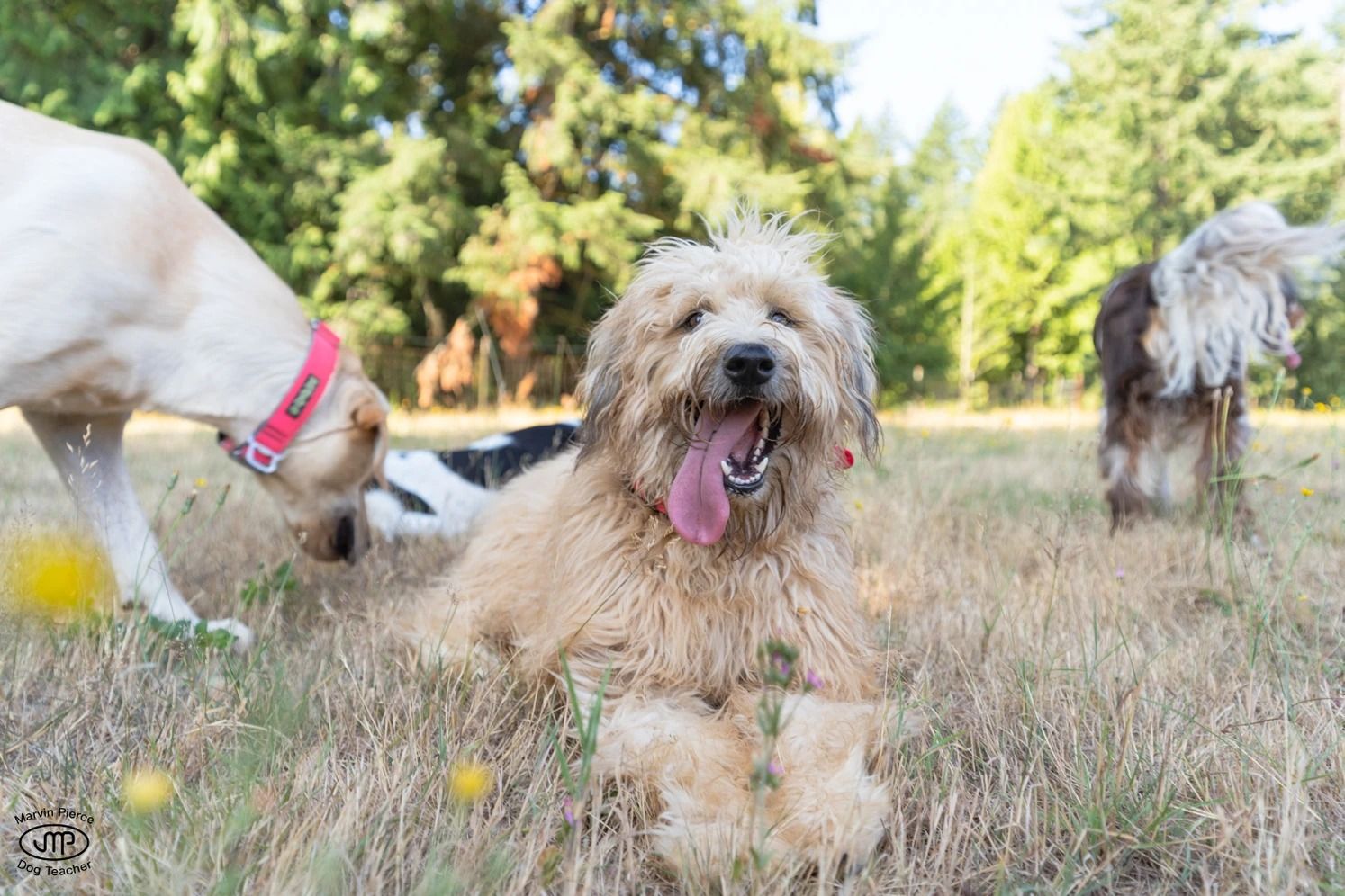 Photo Gallery | Marvin Pierce Dog Teacher LLC
