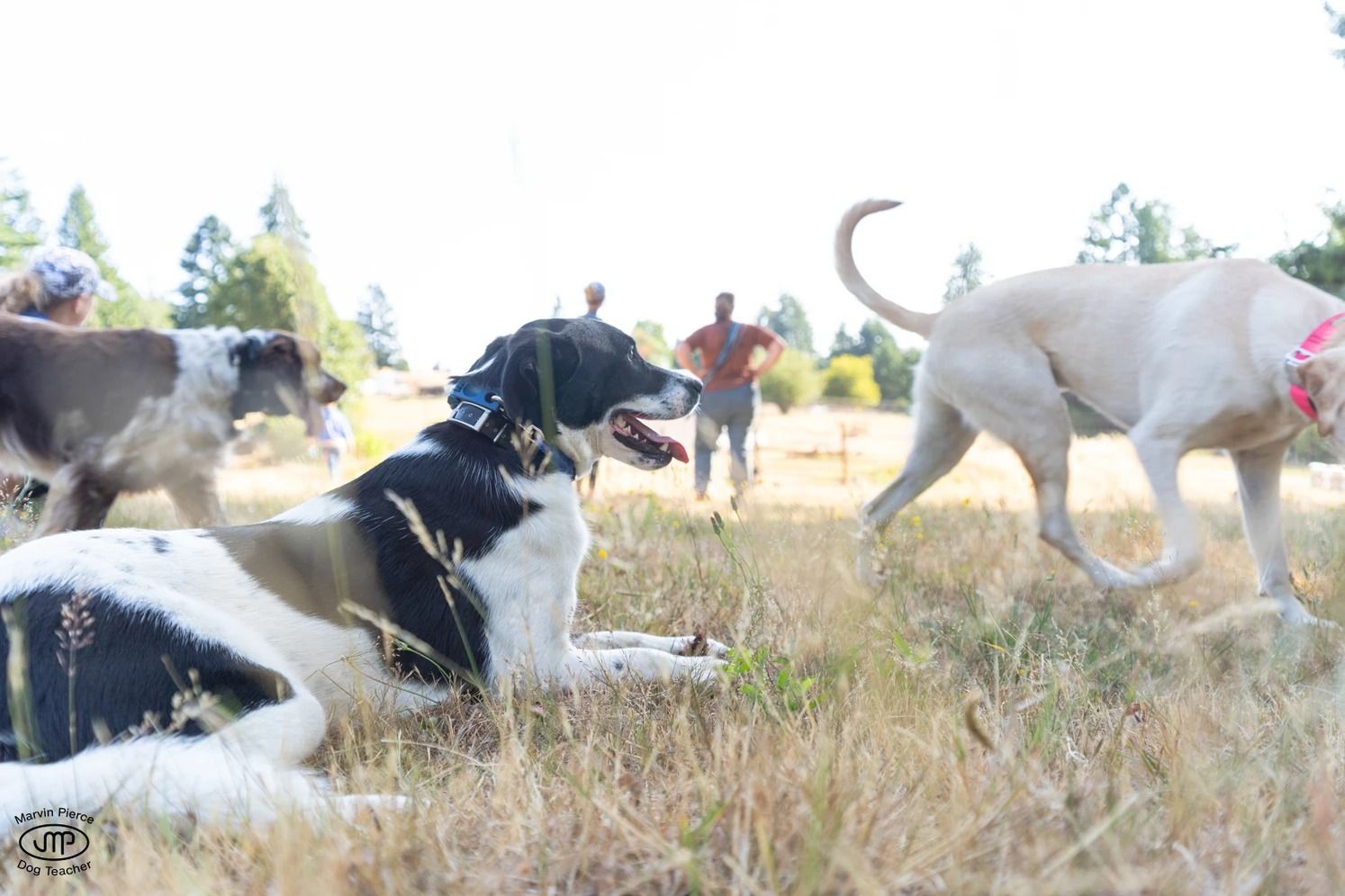 Photo Gallery | Marvin Pierce Dog Teacher LLC