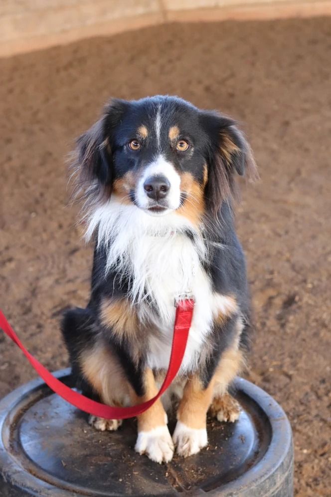 Photo Gallery | Marvin Pierce Dog Teacher LLC