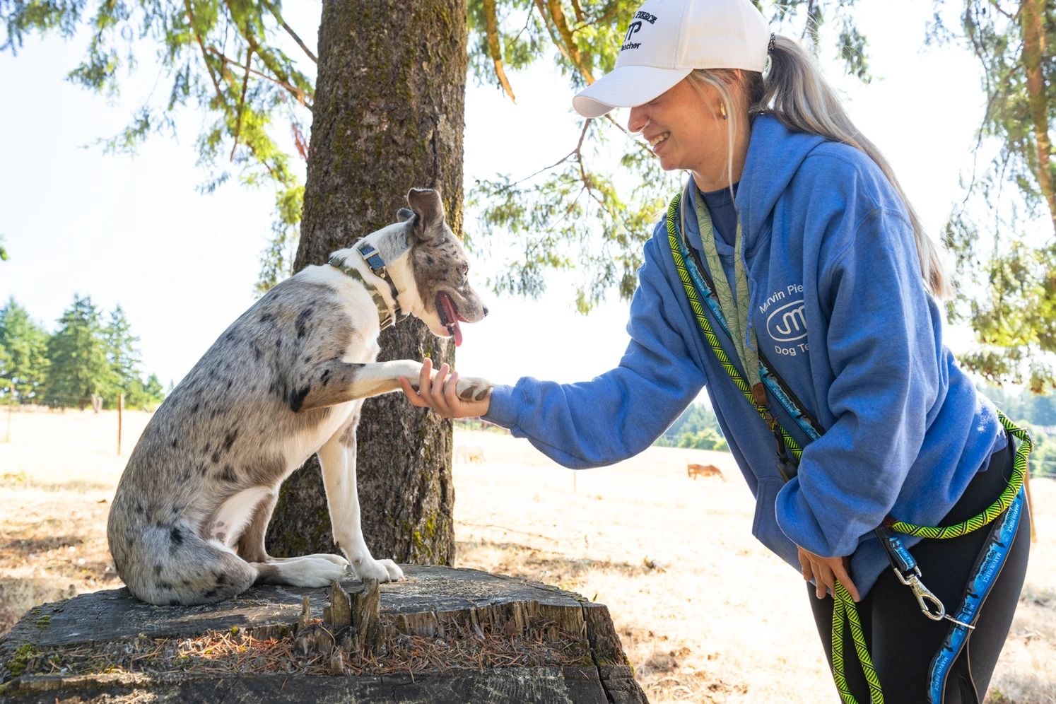 Photo Gallery | Marvin Pierce Dog Teacher LLC