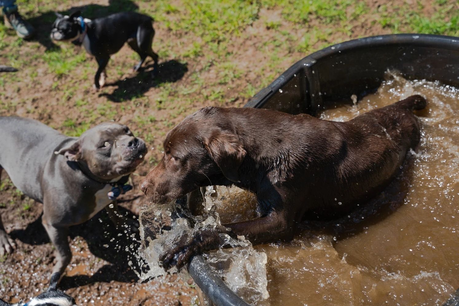 Photo Gallery | Marvin Pierce Dog Teacher LLC