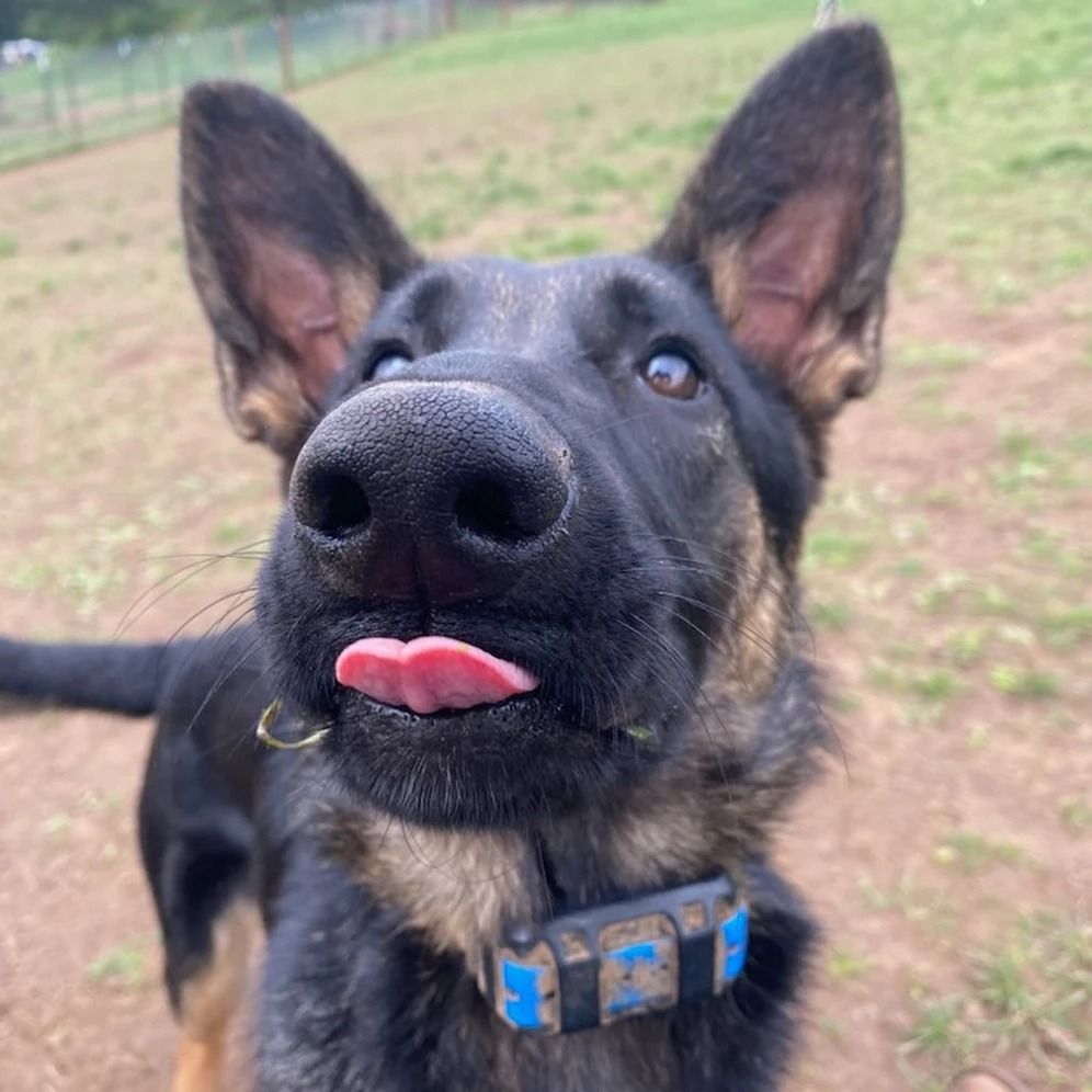 Photo Gallery | Marvin Pierce Dog Teacher LLC