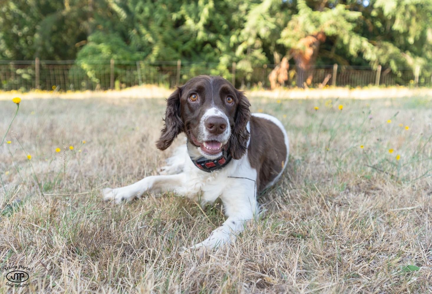 Photo Gallery | Marvin Pierce Dog Teacher LLC
