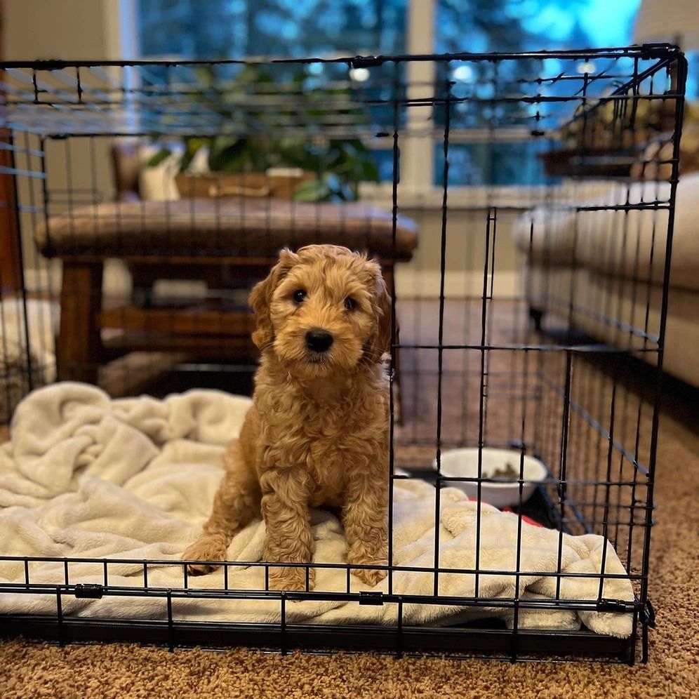 Photo Gallery | Marvin Pierce Dog Teacher LLC