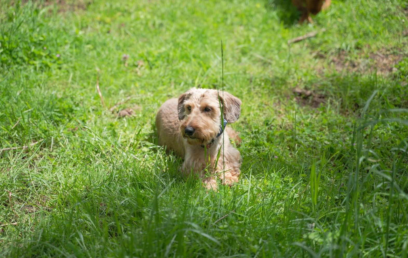 Photo Gallery | Marvin Pierce Dog Teacher LLC